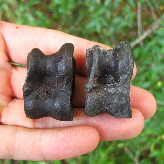 Two Complete Fossil Whitetail Deer Astragalus Bones