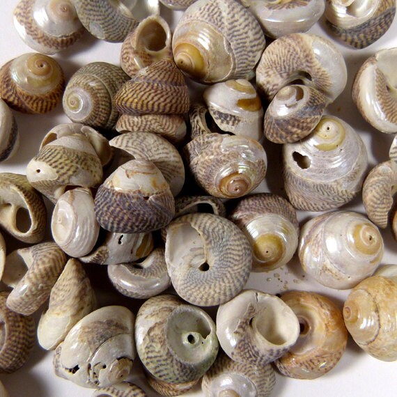Periwinkle Shells approx 50 pcs