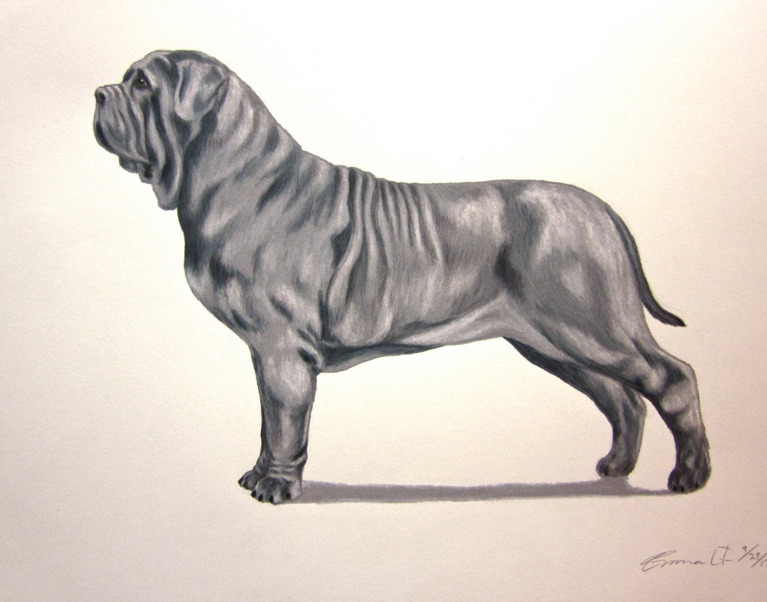 Neapolitan Mastiff Art