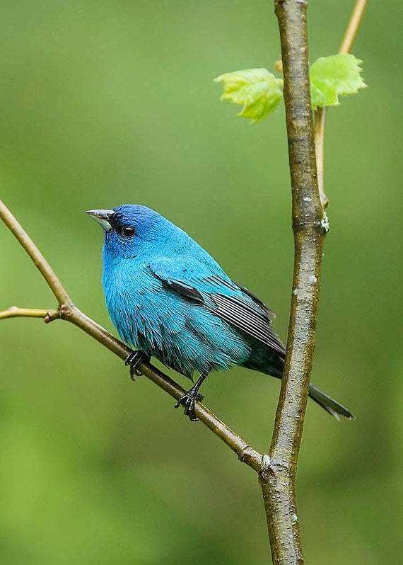 Items similar to Indigo Bunting Male, 8x10 Wild Bird Animal Photography ...