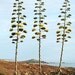 Agave Century Plant Seed Pods Natural Found by busterbeanknows