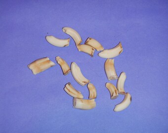 Real Animal Teeth Assorted Species 25 Pieces Stock No.