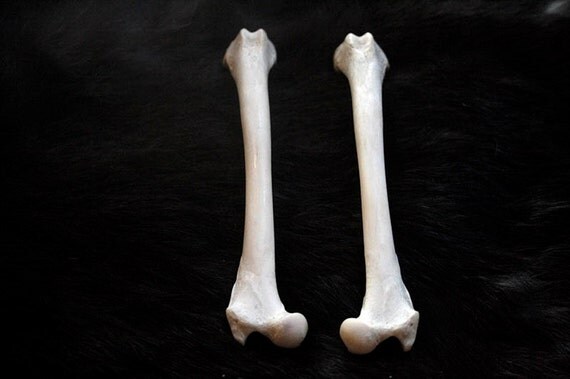 x2 Red Fox Femur Bones Real Bone Taxidermy D44127 Grade