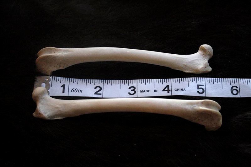 x2 Red Fox Femur Bones Real Bone Taxidermy D44127 Grade