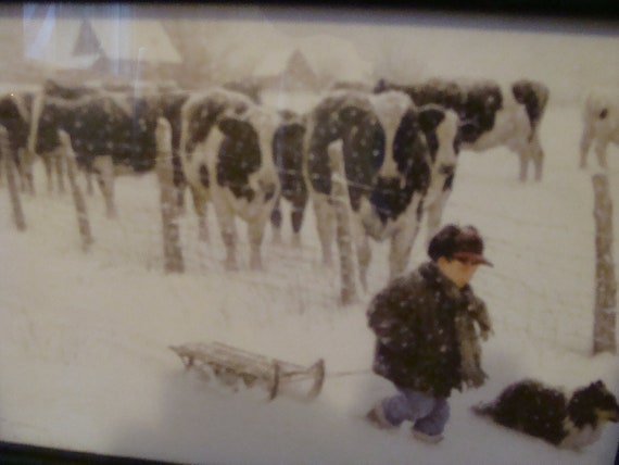 Vintage Boy with cows Framed print