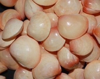 Popular items for pink clam on Etsy