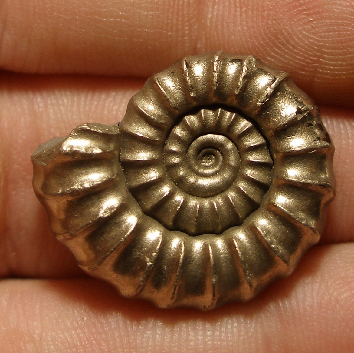 Large Golden Pyrite Jurassic ammonite PROMICROCERAS 21mm