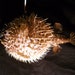 BIG 14 Hanging Puffer Fish Light Real Blowfish Lamp