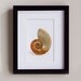 The Nautilus nautilus shell nautical art painting print