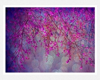 Nature Photography, purple, fuschia, tree branches, bokeh, Blossom ...