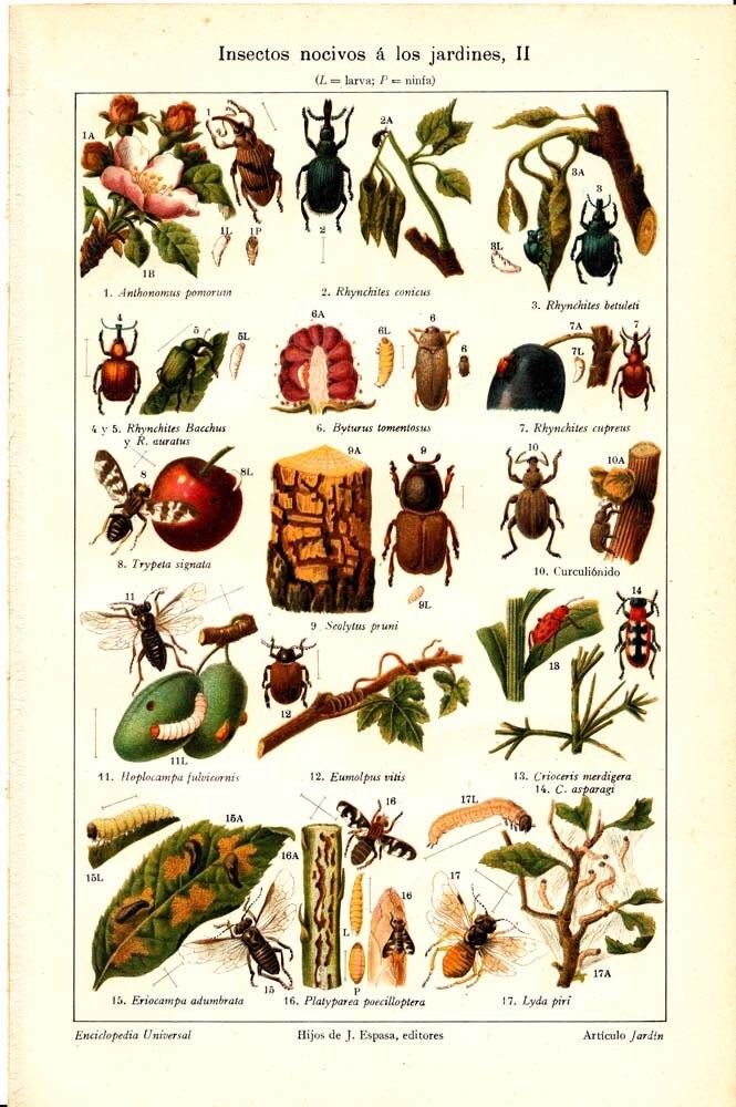 Underground Garden Pests Identification