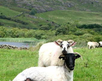 Popular items for sheep love on Etsy