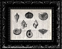 Popular items for sea shells books on Etsy