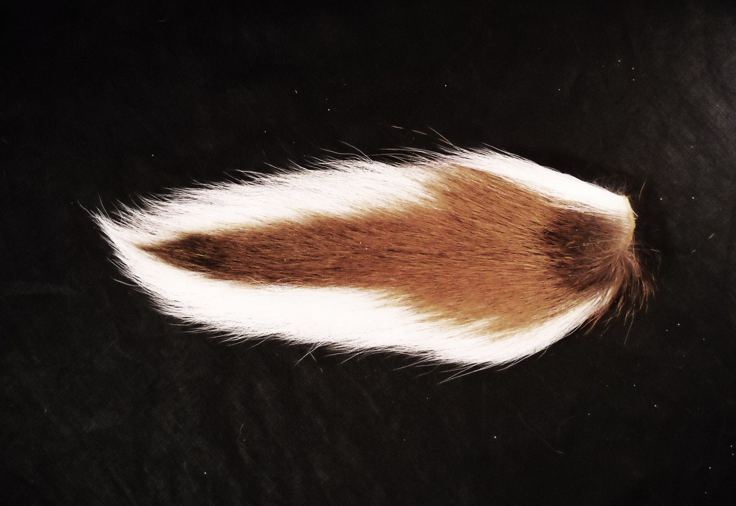 1 LARGE 10-13 Deer tail buck tail Totem Loose Tails for