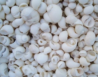 Tiny seashells | Etsy