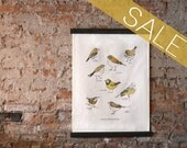 Items similar to Birds of an Old-Growth Forest Poster on Etsy