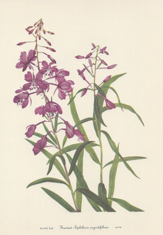 Fireweed | 꽃그림, 꽃