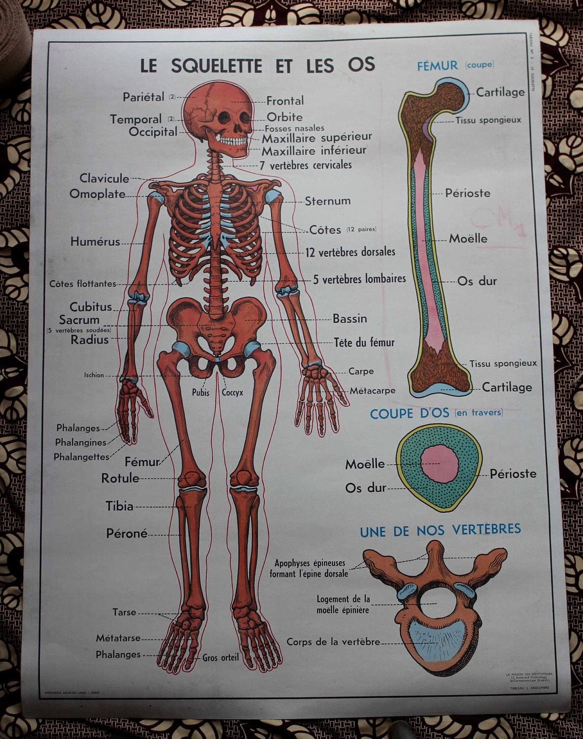 1000+ images about Le corps humain on Pinterest | Science, Human body ...