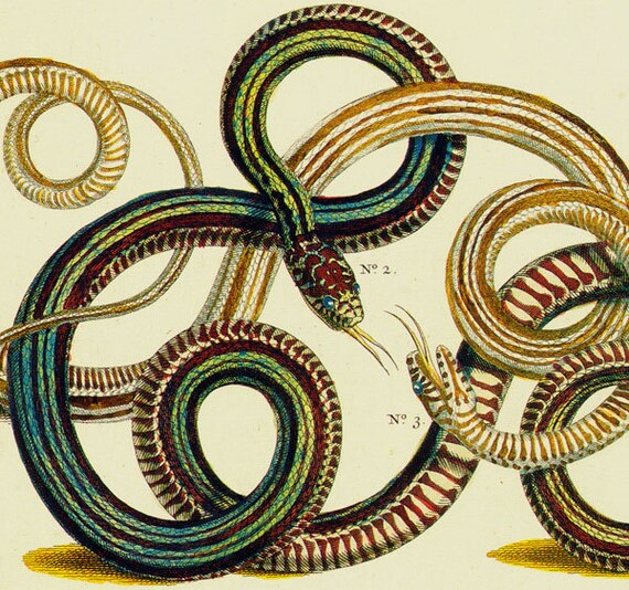 Various Twisted Snakes Serpent Herpetology Seba Natural