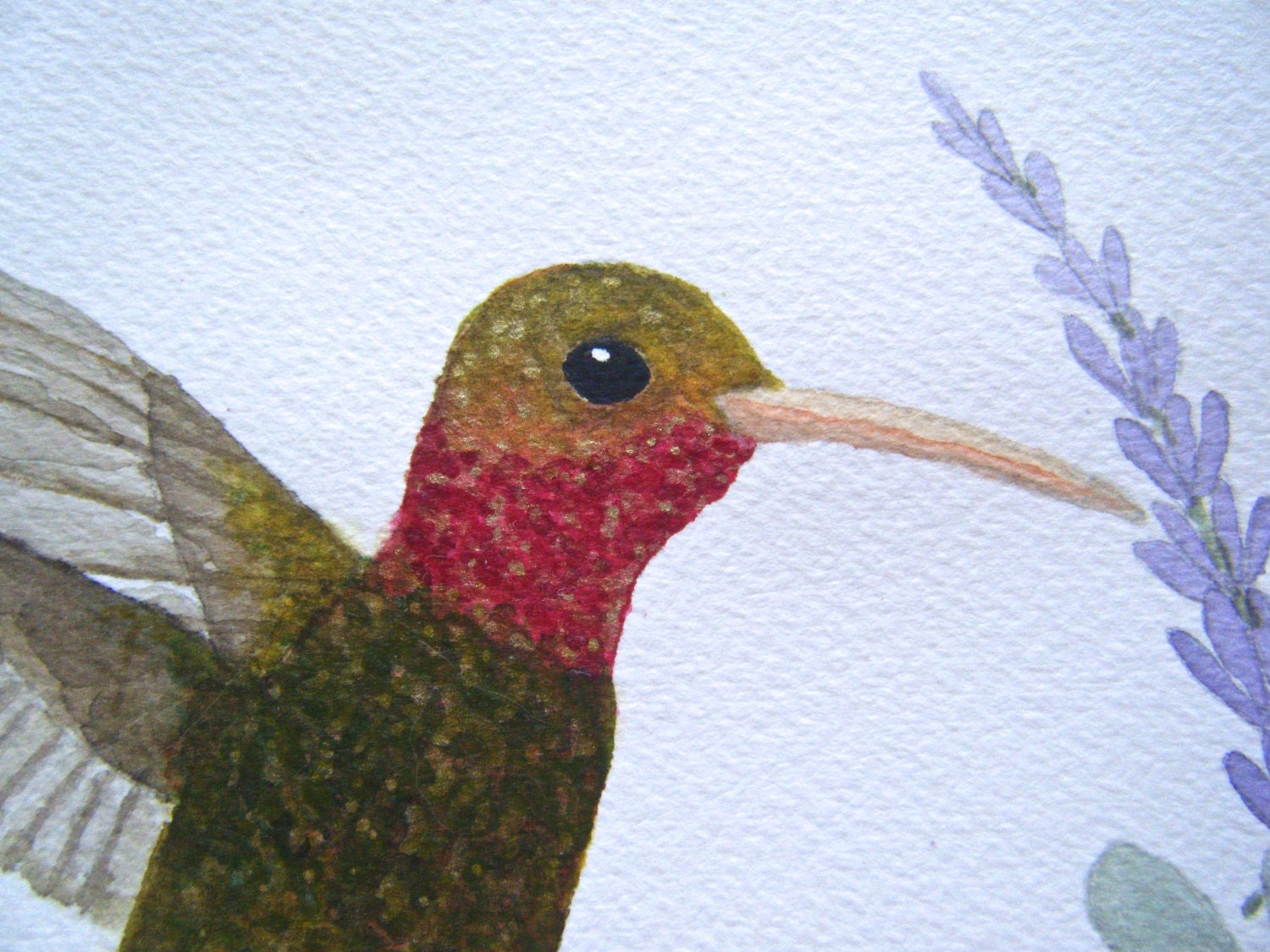 Ruby Throat hummingbird original Watercolor Painting