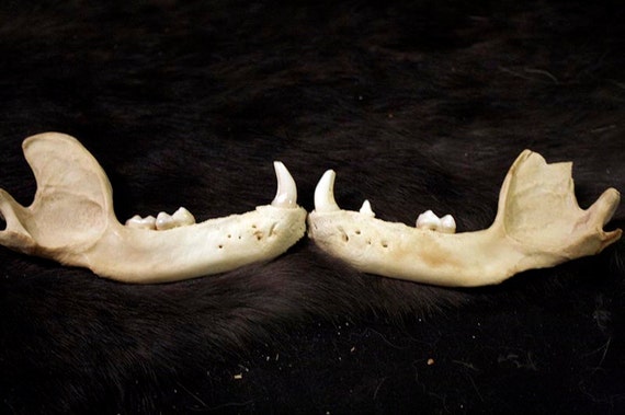 x2 XL Raccoon Jaw Bones Nature Cleaned by DesertRoseTaxidermy