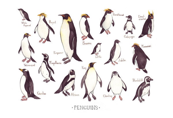 Penguin Chart