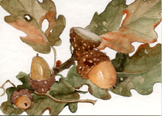 original ACEO watercolor painting Acorns and oak by RougeBaie
