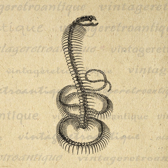 Digital Image Snake Skeleton Graphic by VintageRetroAntique