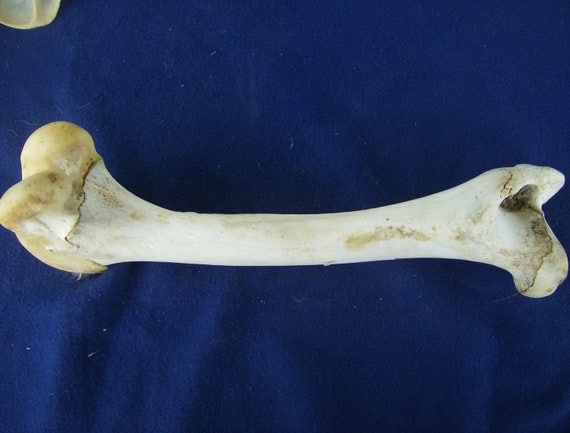 Moose leg bone by BandGHides on Etsy