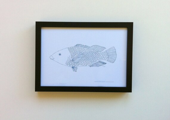 Fish illustration Blue Groper