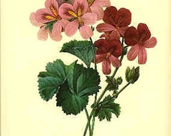 Geranium print | Etsy