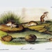 Missouri Mouse Audubon Vintage Wild Animal Color Lithograph