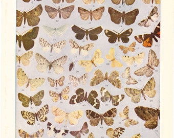 Antique moth print | Etsy