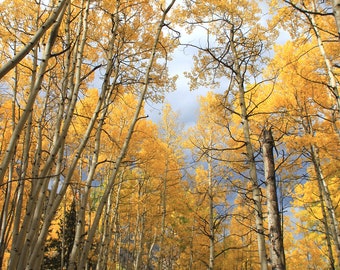 Aspen Trees in Black & White 8 x 10 photograph