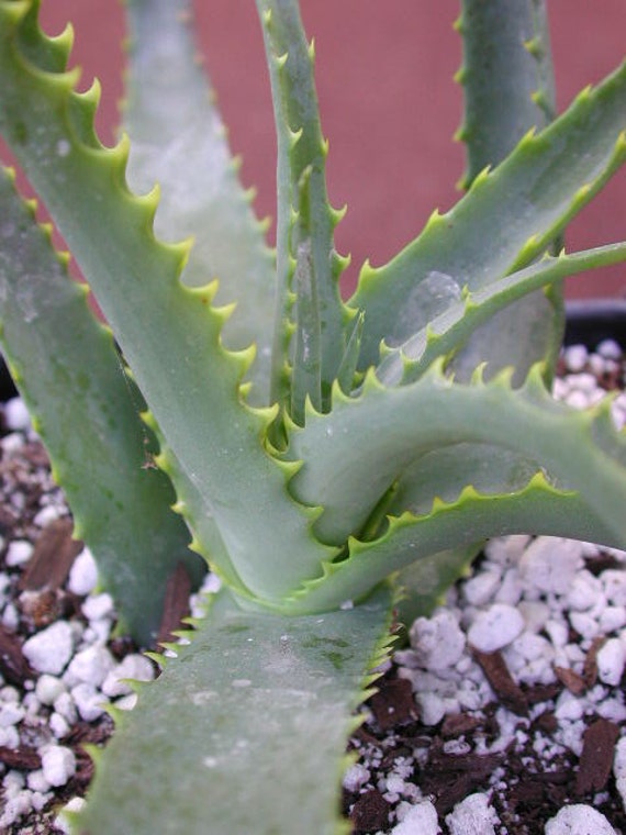 Aloe arborescens v. lutea Yellow Torch Aloe by SteveSuperGardens