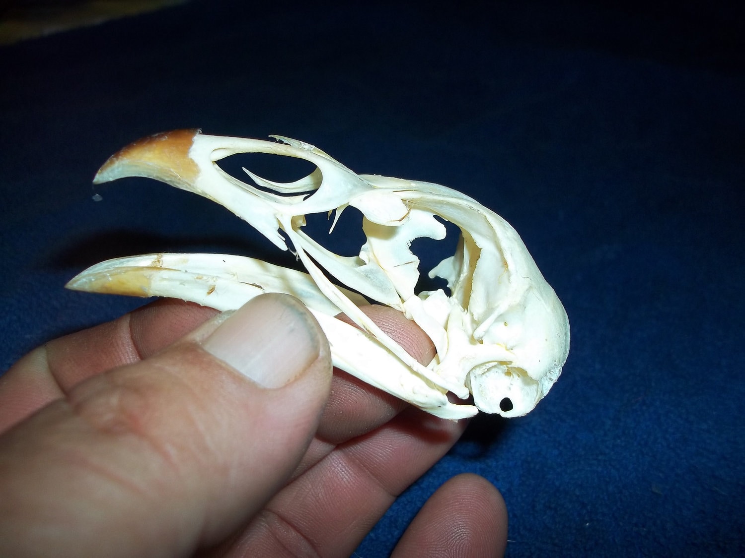 Real Animal Bird Bone Chicken skull taxidermy head Parts