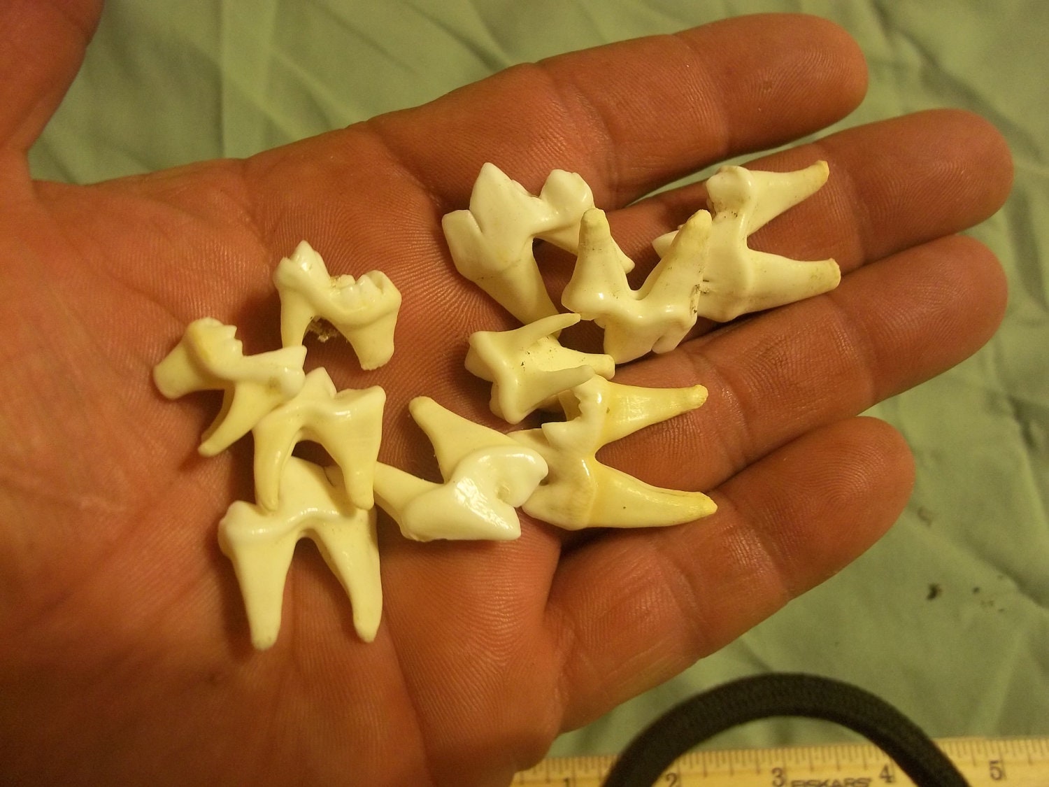 10 Real animal bone Coyote molar teeth Skull skeleton part