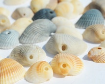 Popular items for sea shell on Etsy
