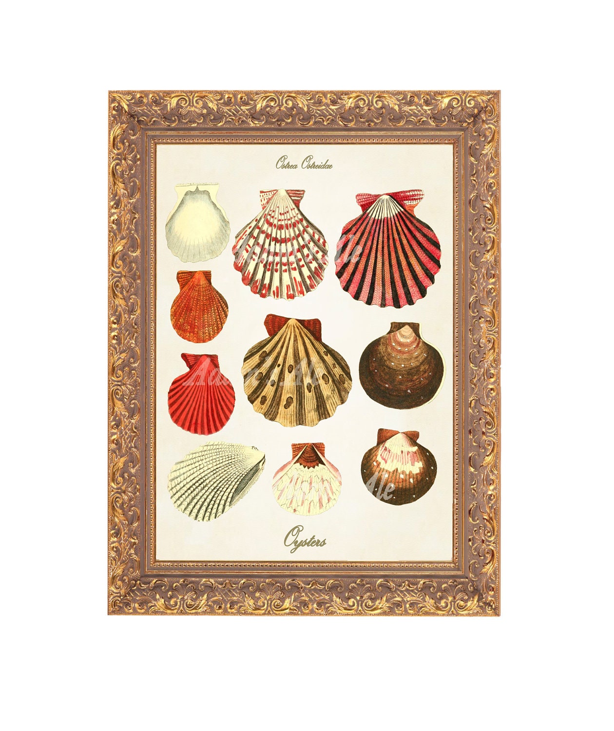 Vintage Seashell Art Print: Colorful Oyster by AdamsAleArtPrints