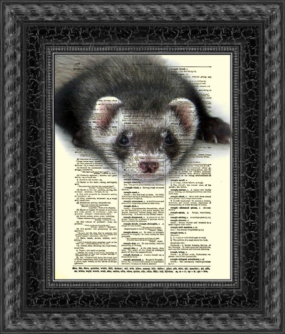 Items similar to Ferret Art Print, Ferret Dictionary Art, Antique ...