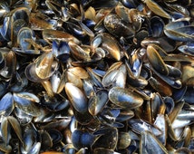 Popular items for mussel shells on Etsy