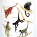 Monkeys Red Howler Monkey Black Spider Monkey Common Wooly