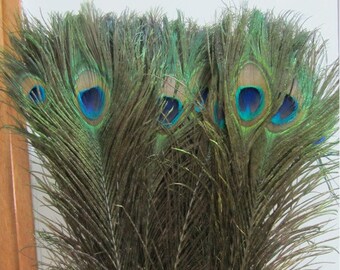 Real peacock feather | Etsy