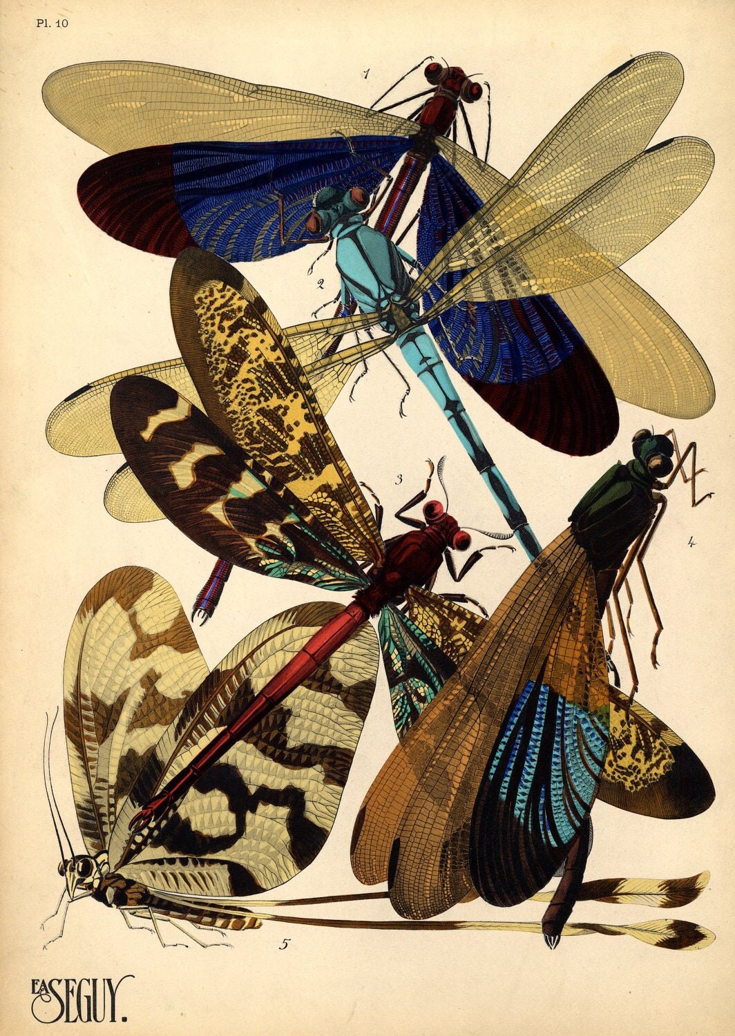 Trésors-libellules-insectes-Art Nouveau-Art Deco-1930-ailes