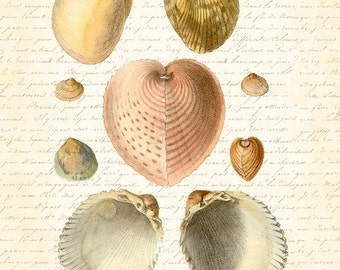 Popular items for seashell art print on Etsy