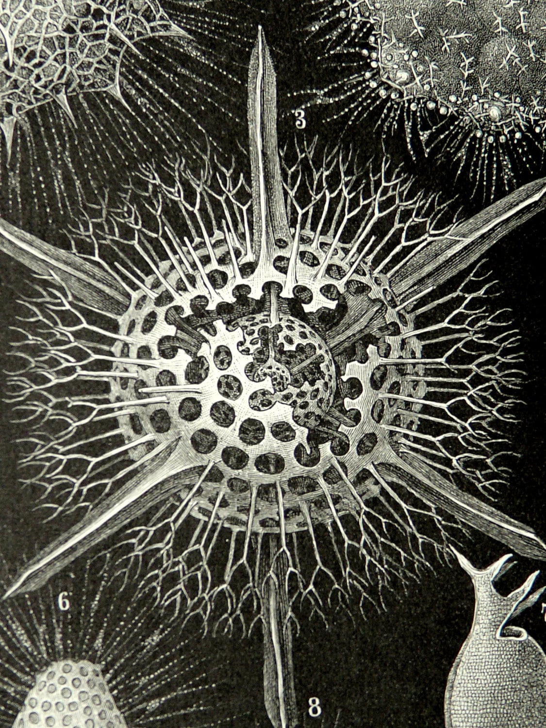 1897 Antique Ernst Haeckel fine print of RADIOLARIANS.