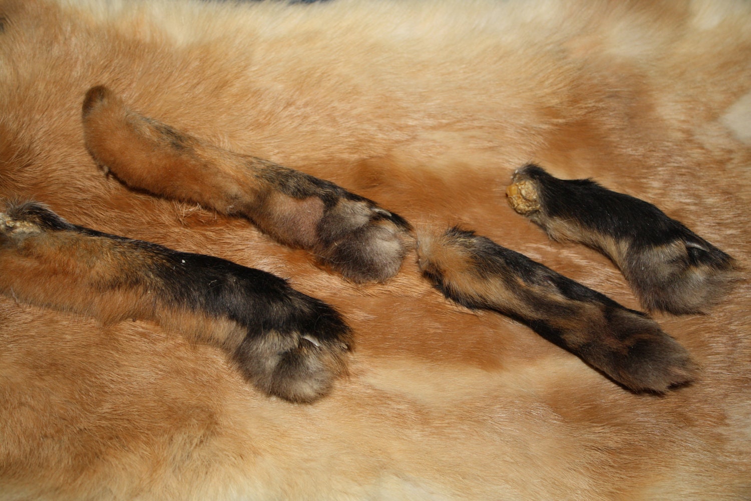 Bone in Red Fox Paws