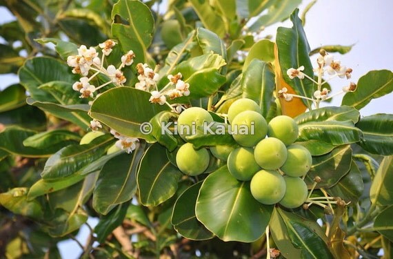 Items similar to Kamani Tree, Kauai on Etsy