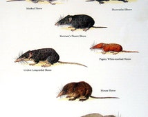 Popular items for short tailed on Etsy