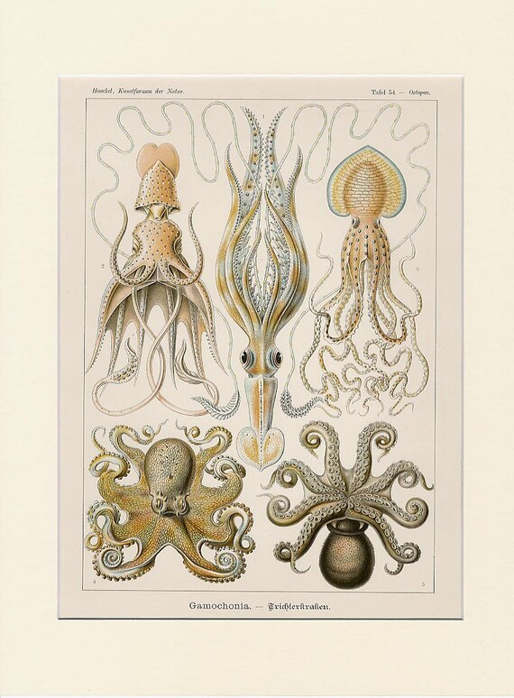 Antique Octopus Print 1901 Original Lithograph by Discoverprints